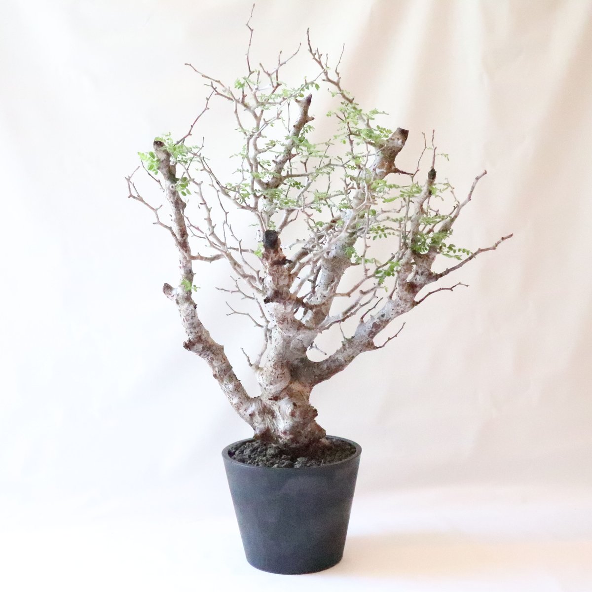 コミフォラ モンストローサ | mana's green:塊根植物販売|マナズ コミフォラ モンストローサ | mana's green:塊根植物販売|マナズ