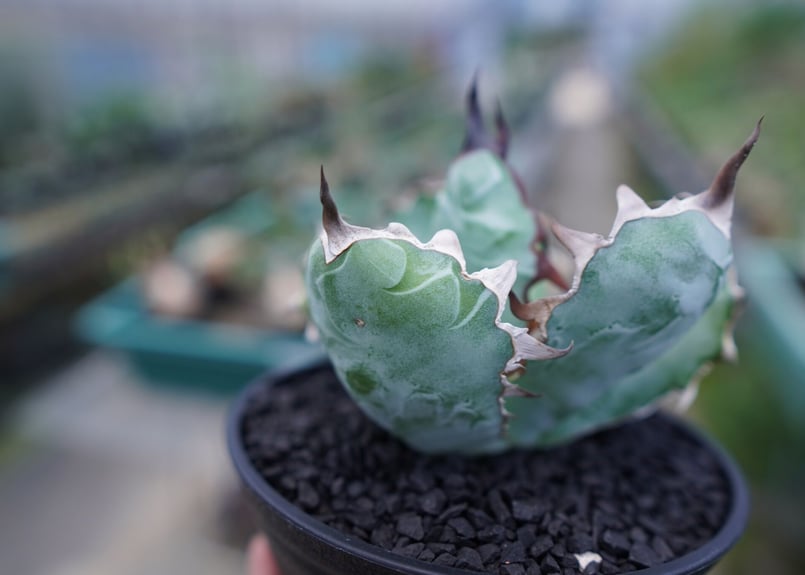 アガベ チタノタ ブラックアンドブルー Agave titanota black アガベ チタノタ ブラックアンドブルー Agave titanota black
