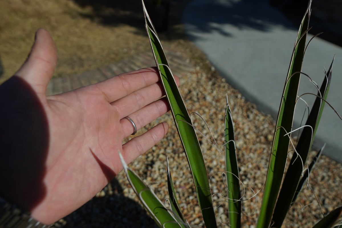 ユッカ カルネロサーナ Yucca carnerosana No.2 | mana's gr ユッカ カルネロサーナ Yucca carnerosana No.2 | mana's gr