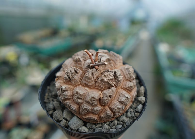 長谷川園芸産】亀甲竜 Dioscorea elephantipes No.5 | mana' 長谷川園芸産】亀甲竜 Dioscorea elephantipes No.5 | mana'