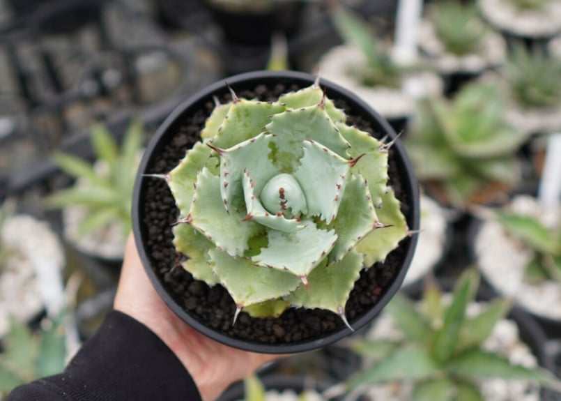 Agave potatorum×Isthmensis No.2 | mana's green: Agave potatorum×Isthmensis No.2 | mana's green: