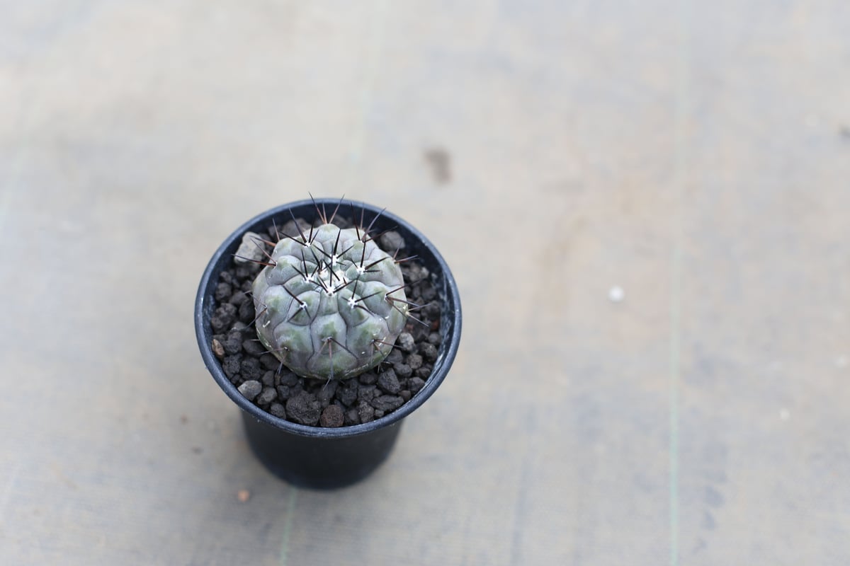 コピアポア シネレア 黒王丸 実生 | mana's green:塊根植物販売 コピアポア シネレア 黒王丸 実生 | mana's green:塊根植物販売