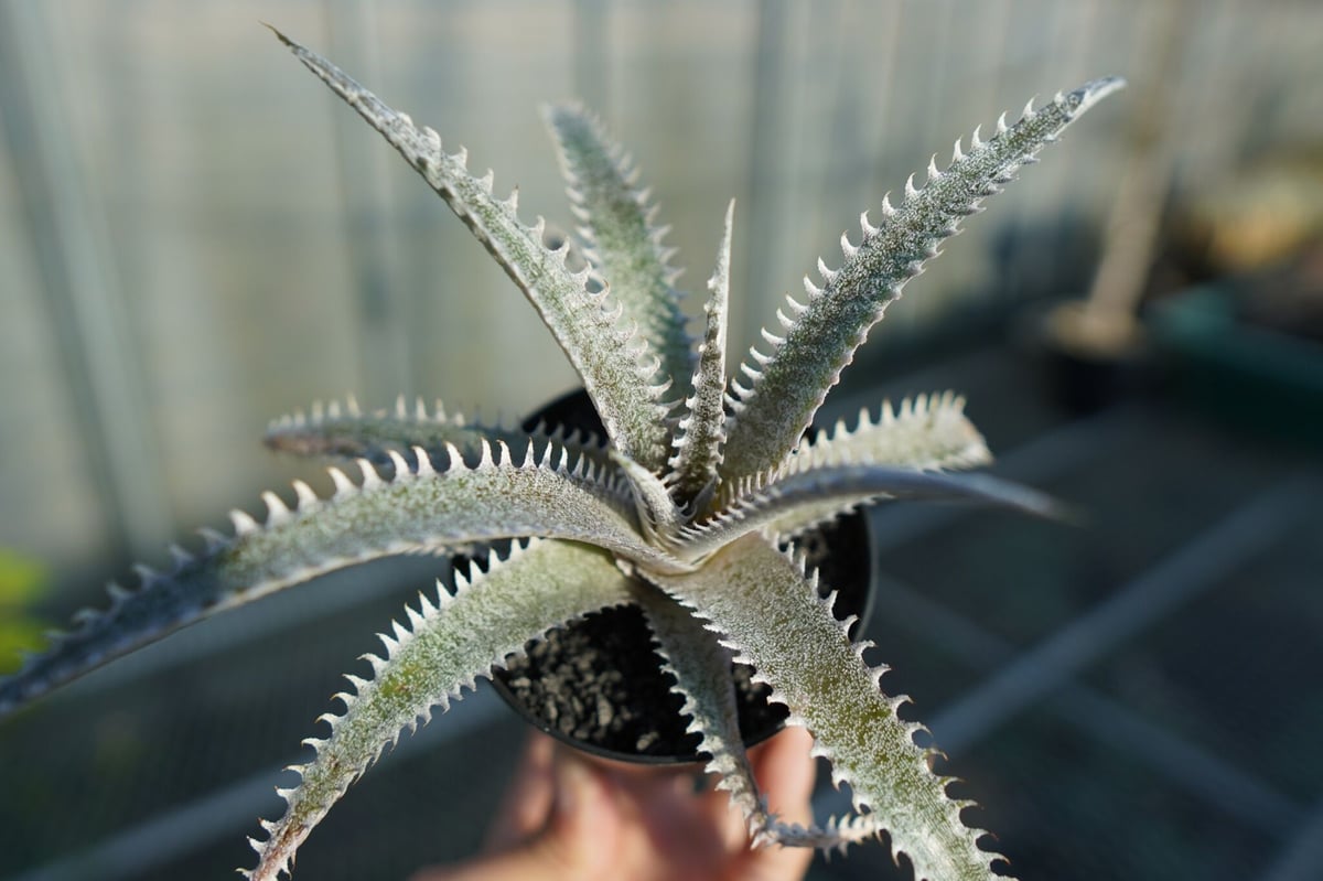 ディッキア ハイブリッド HH×(ML×BS) Dyckia hyb. HH×(ML×BS) ディッキア ハイブリッド HH×(ML×BS) Dyckia hyb. HH×(ML×BS)
