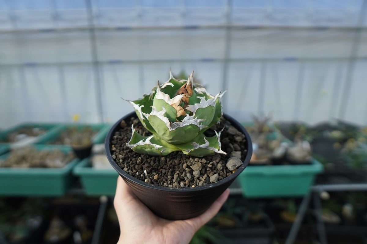 アガベ チタノタ 螃蟹 Agave titanota Crab | mana's green: アガベ チタノタ 螃蟹 Agave titanota Crab | mana's green: