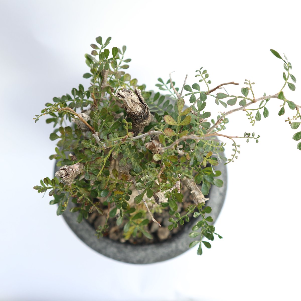 オペルクリカリア パキプス no.4 | mana's green:塊根植物販売 オペルクリカリア パキプス no.4 | mana's green:塊根植物販売