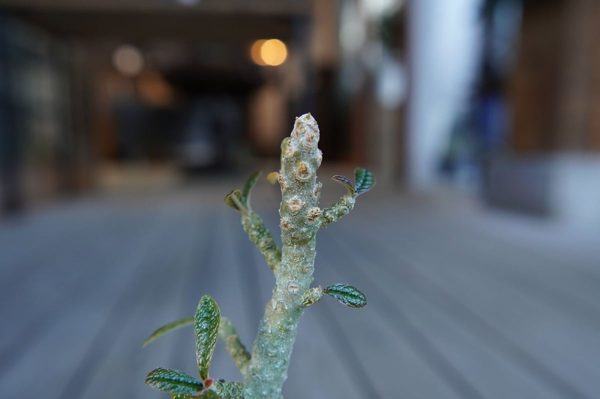 ドルステニア ギガス Dorstenia gigas | mana's green:塊根植物販 ドルステニア ギガス Dorstenia gigas | mana's green:塊根植物販