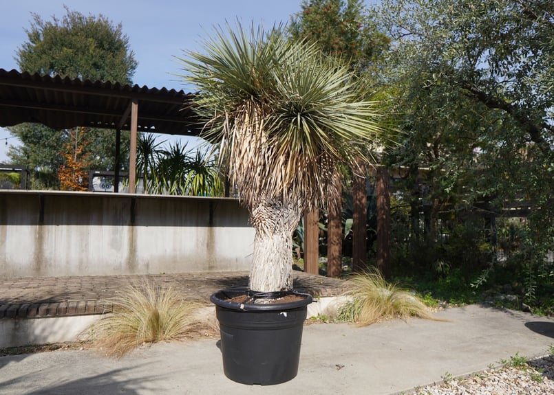 ユッカ ロストラータ ヒドラ yucca rostrata NO.2 | mana's gre ユッカ ロストラータ ヒドラ yucca rostrata NO.2 | mana's gre
