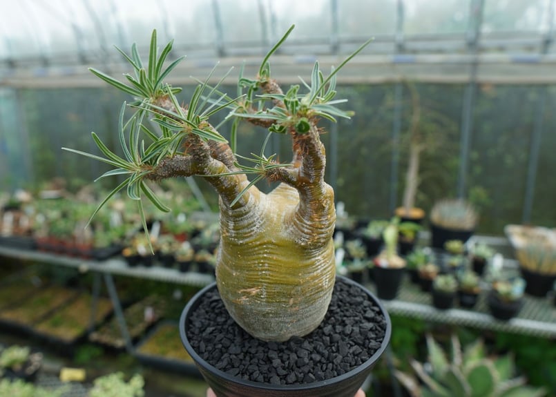 パキポディウム グラキリス Pachypodium Gracilius No.1 | ma パキポディウム グラキリス Pachypodium Gracilius No.1 | ma
