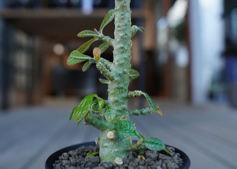 ドルステニア ギガス Dorstenia gigas | mana's green:塊根植物販 ドルステニア ギガス Dorstenia gigas | mana's green:塊根植物販