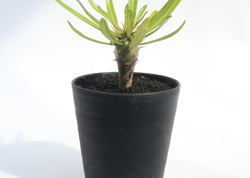 パキポディウム アンボンゲンセ | mana's green:塊根植物販売 パキポディウム アンボンゲンセ | mana's green:塊根植物販売