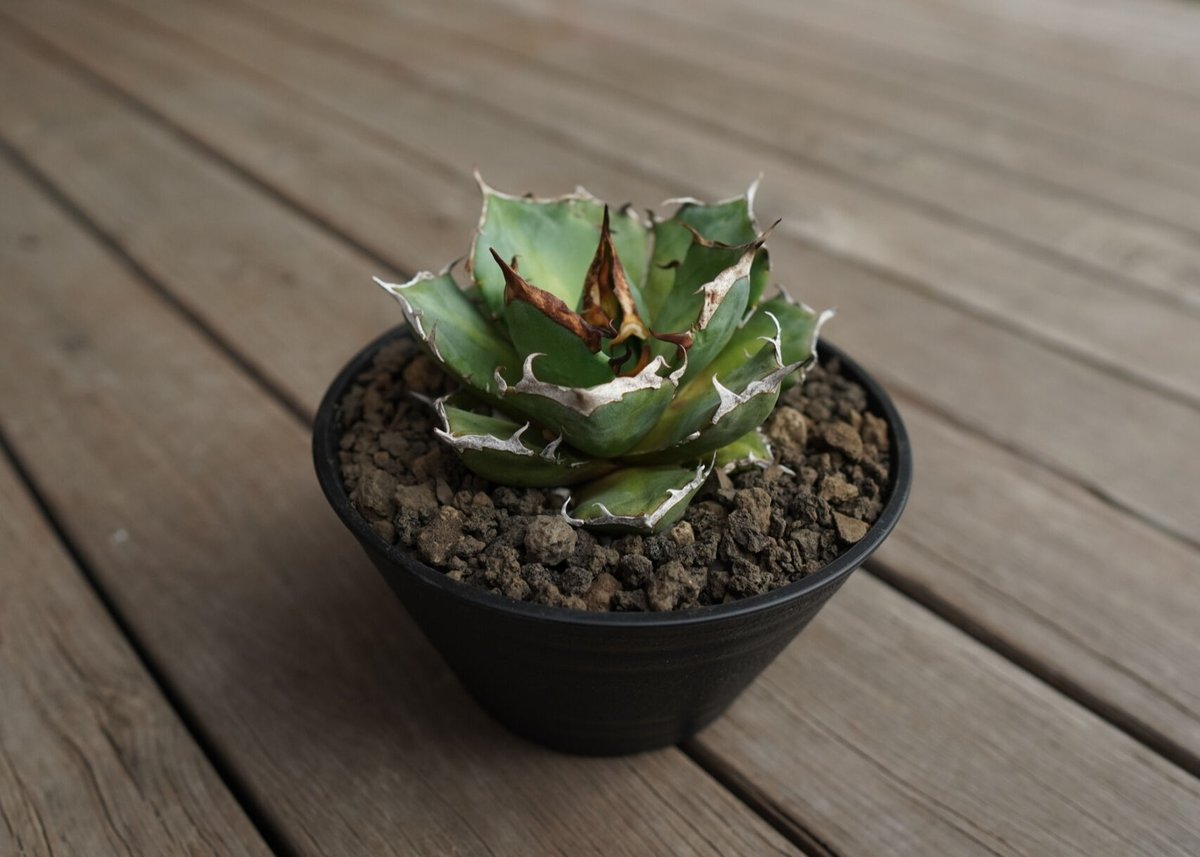 アガベ チタノタ 鬼爪 雪峰 Agave titanota “Onitsume Yukimi アガベ チタノタ 鬼爪 雪峰 Agave titanota “Onitsume Yukimi