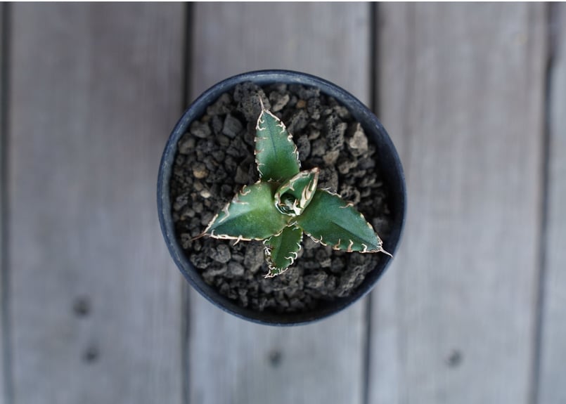 アガベ オテロイ オアハカ agave oteroi oaxaca | mana's gree アガベ オテロイ オアハカ agave oteroi oaxaca | mana's gree