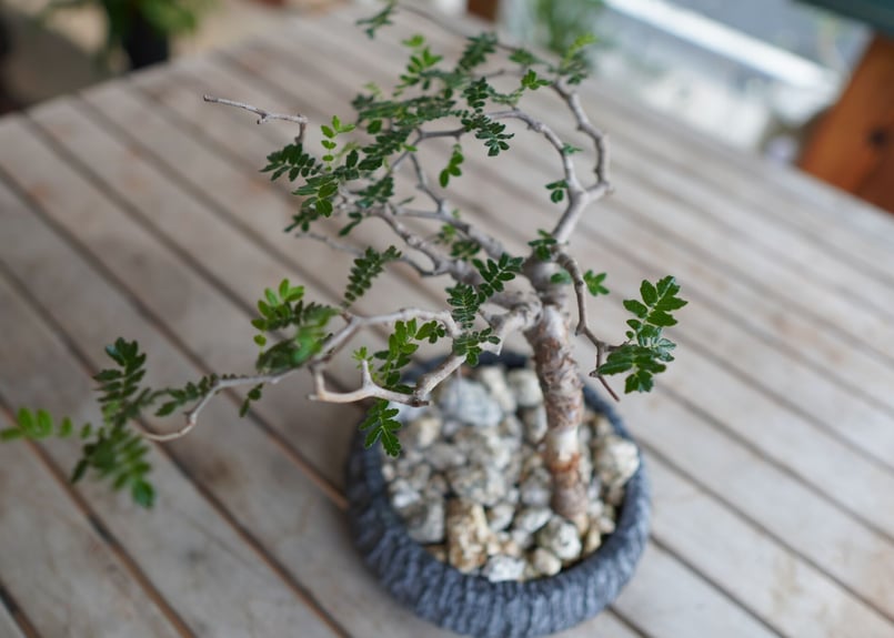 コミフォラ モンストローサ Commiphora monstrosa | mana's gre コミフォラ モンストローサ Commiphora monstrosa | mana's gre
