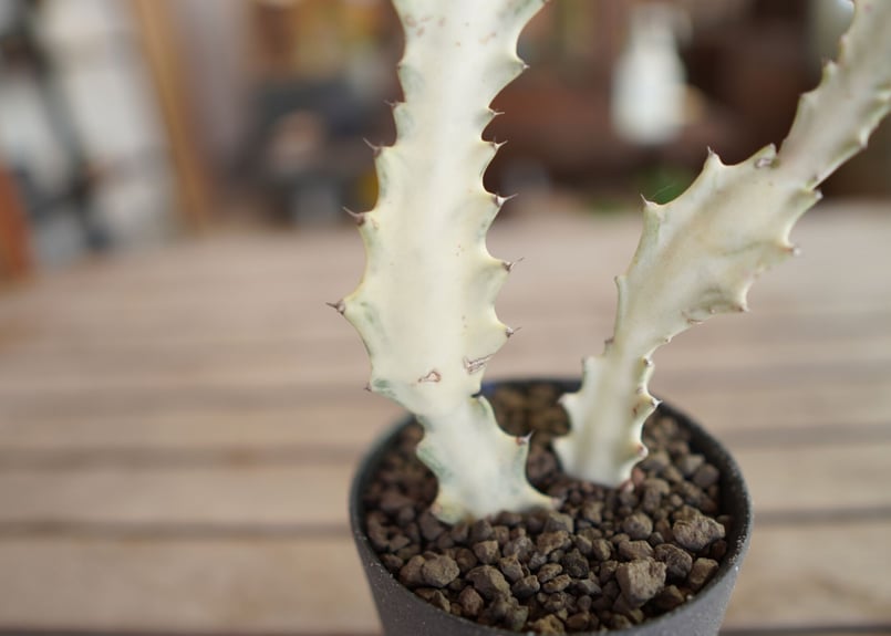 ユーフォルビア ホワイトゴースト Euphorbia lactea White Ghost ユーフォルビア ホワイトゴースト Euphorbia lactea White Ghost