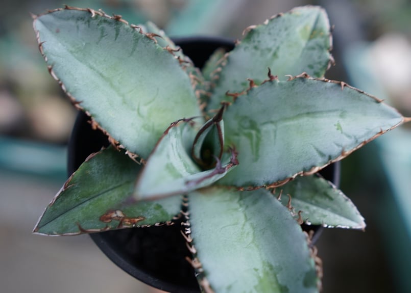 アガベ チタノタ ブルー Agave Titanota Blue No.2 | mana's アガベ チタノタ ブルー Agave Titanota Blue No.2 | mana's