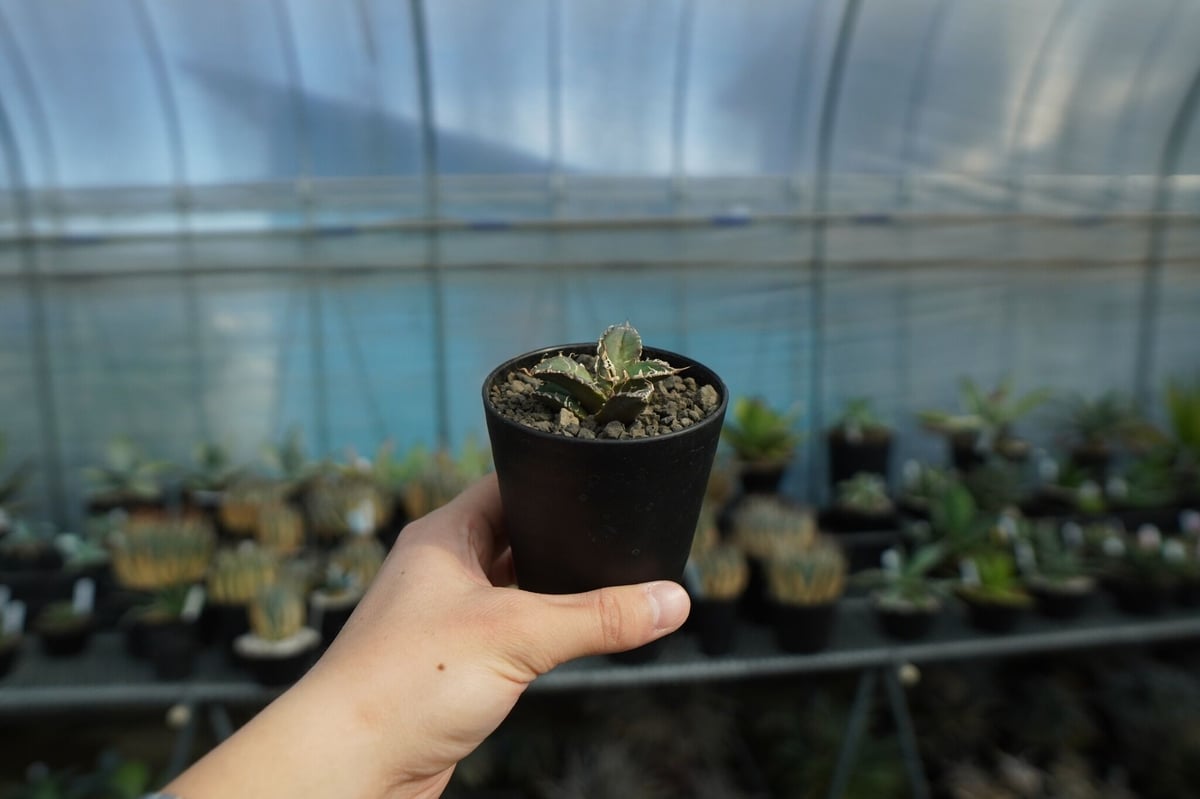 アガベ オテロイ オアハカ agave oteroi oaxaca | mana's gree アガベ オテロイ オアハカ agave oteroi oaxaca | mana's gree