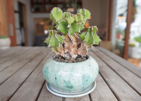 CATEGORY ユーフォルビア | mana's green:塊根植物販売|マナズ CATEGORY ユーフォルビア | mana's green:塊根植物販売|マナズ