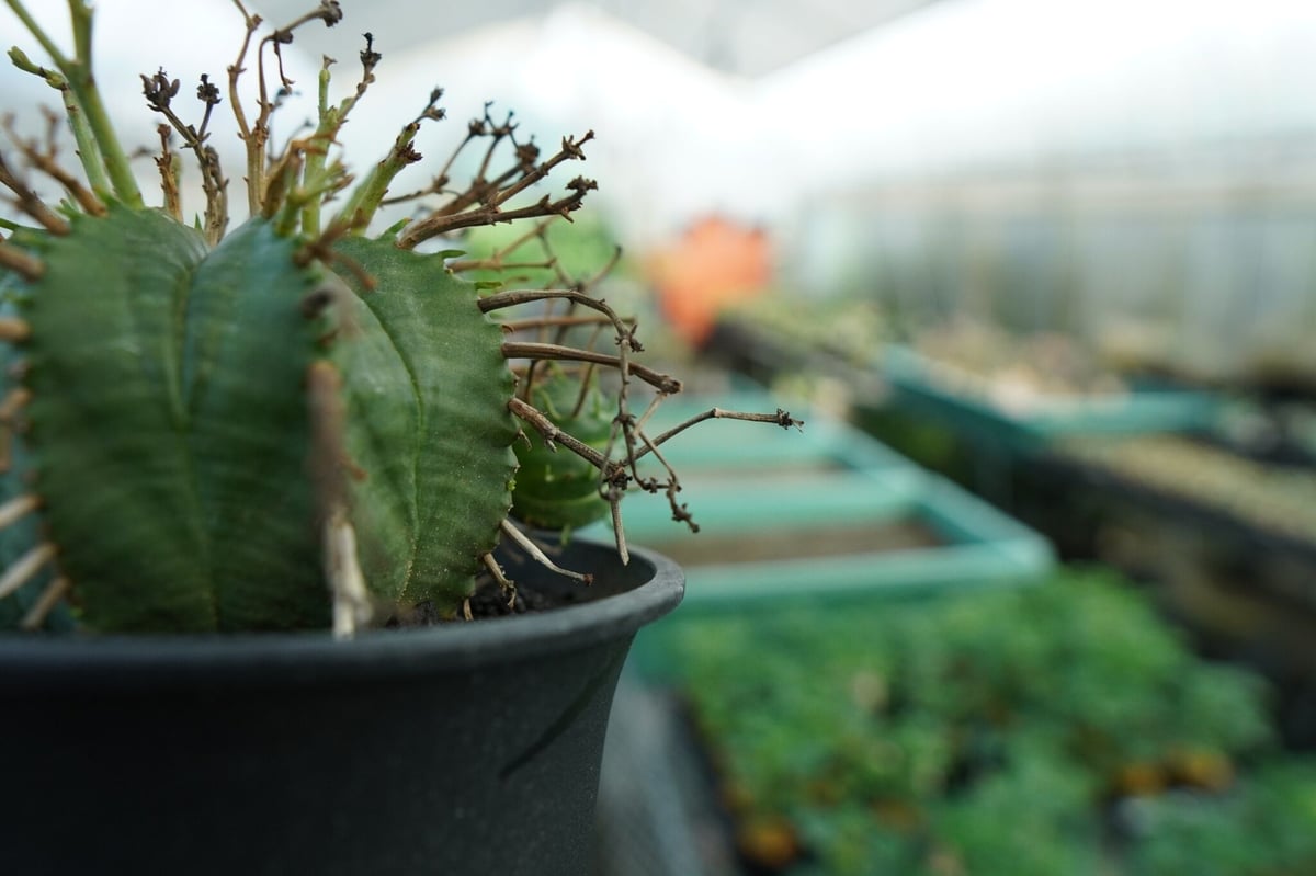 ユーフォルビア スーパーバリダ Euphorbia super valida No.2 | ユーフォルビア スーパーバリダ Euphorbia super valida No.2 |
