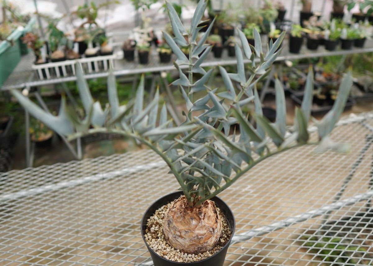 エンセファラルトス ホリダス Encephalartos horridus NO.4 | エンセファラルトス ホリダス Encephalartos horridus NO.4 |