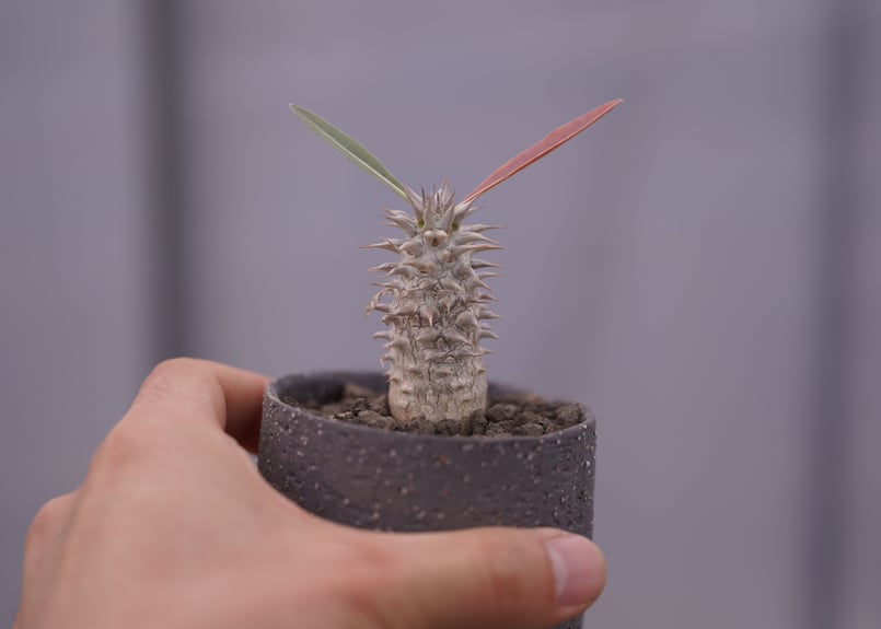 パキポディウム 伊藤ハイブリッド Pachypodium 'Itoh Hybrid' | m パキポディウム 伊藤ハイブリッド Pachypodium 'Itoh Hybrid' | m