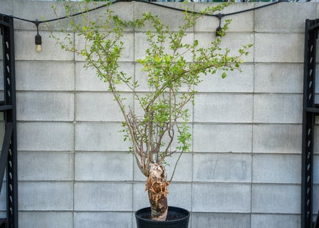 CATEGORY 特選株 | mana's green:塊根植物販売|マナズグリーン CATEGORY 特選株 | mana's green:塊根植物販売|マナズグリーン