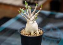 ケラリア ピグマエア | mana's green:塊根植物販売|マナズグリーン ケラリア ピグマエア | mana's green:塊根植物販売|マナズグリーン