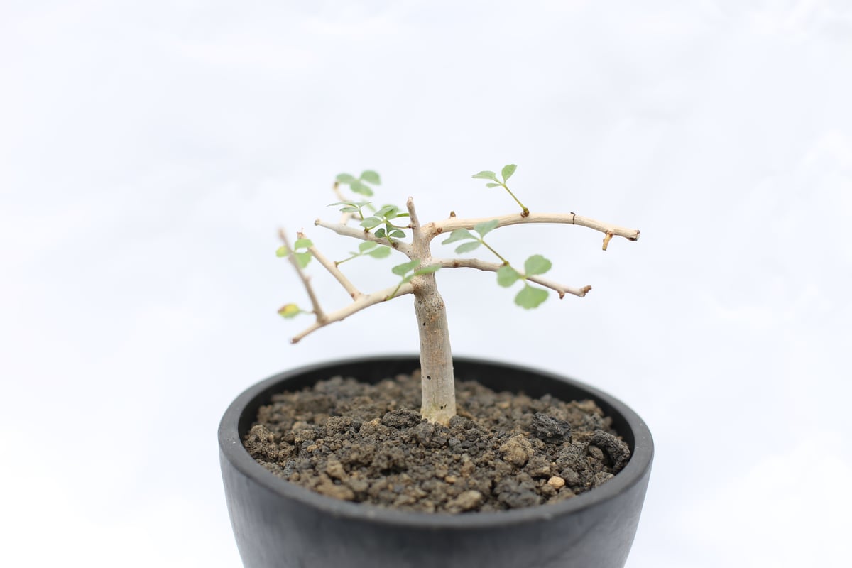 コミフォラ カペンシス | mana's green:塊根植物販売|マナズグリーン コミフォラ カペンシス | mana's green:塊根植物販売|マナズグリーン