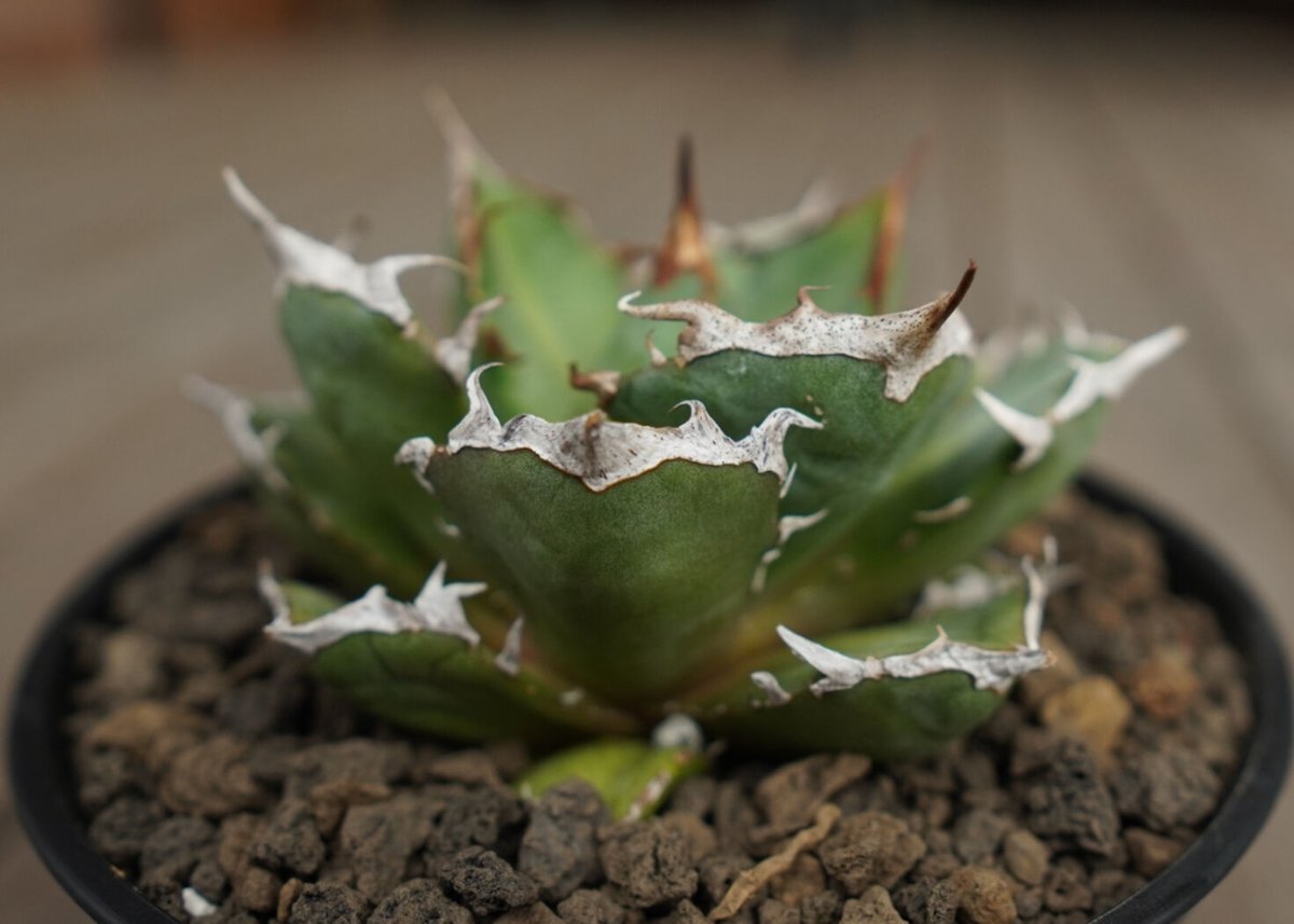 アガベ チタノタ 鬼爪 雪峰 Agave titanota “Onitsume Yukimi アガベ チタノタ 鬼爪 雪峰 Agave titanota “Onitsume Yukimi