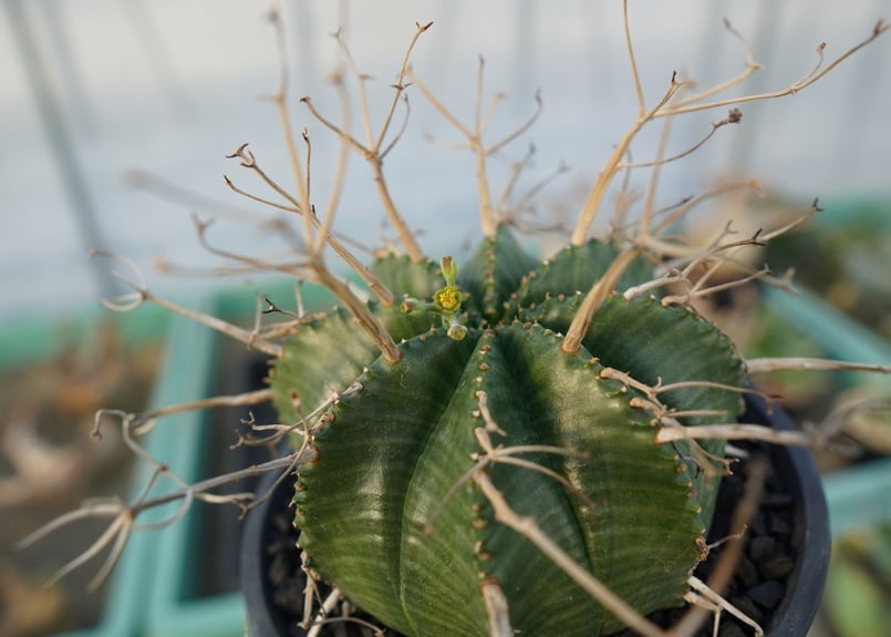 ユーフォルビア スーパーバリダ Euphorbia super valida No.1 | ユーフォルビア スーパーバリダ Euphorbia super valida No.1 |