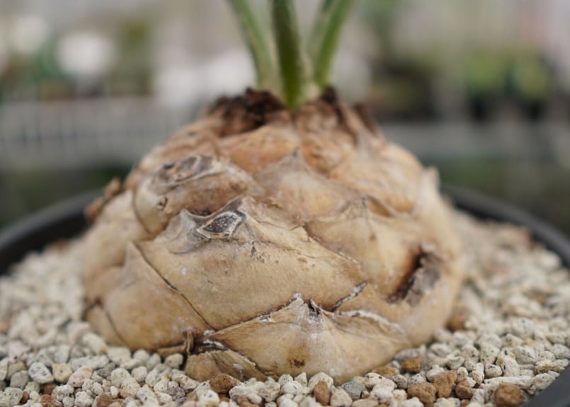 エンセファラルトス ホリダス Encephalartos horridus NO.2 | エンセファラルトス ホリダス Encephalartos horridus NO.2 |