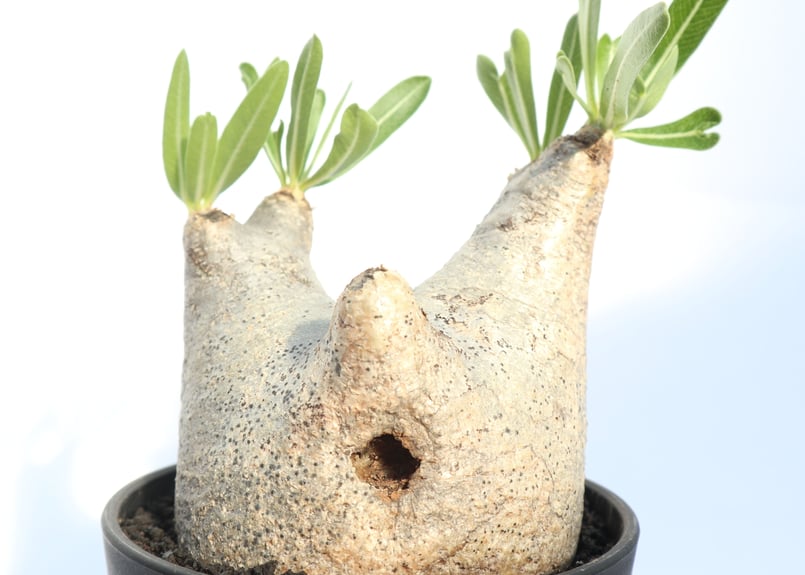 パキポディウム イノピナツム | mana's green:塊根植物販売|マナ パキポディウム イノピナツム | mana's green:塊根植物販売|マナ