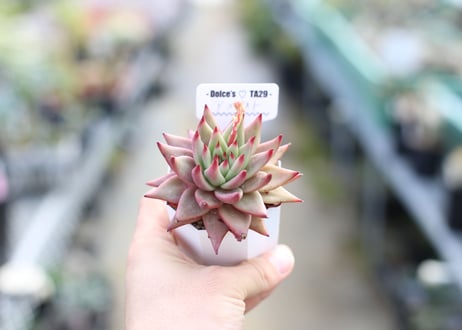CATEGORY エケベリア | mana's green:塊根植物販売|マナズグリーン CATEGORY エケベリア | mana's green:塊根植物販売|マナズグリーン