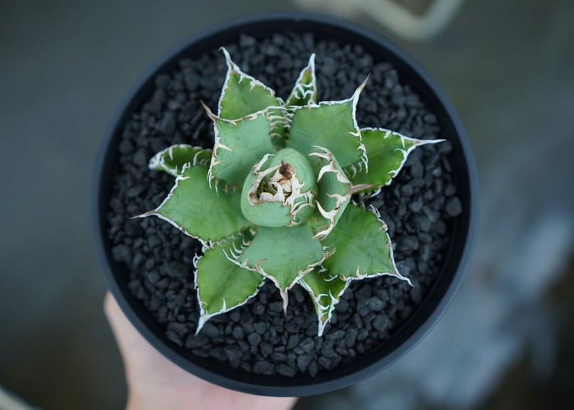 アガベ チタノタ フィリグリー agave titanota filigree No.4 | アガベ チタノタ フィリグリー agave titanota filigree No.4 |