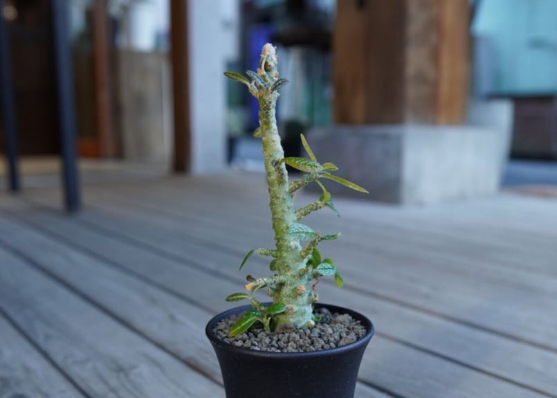 ドルステニア ギガス Dorstenia gigas | mana's green:塊根植物販 ドルステニア ギガス Dorstenia gigas | mana's green:塊根植物販