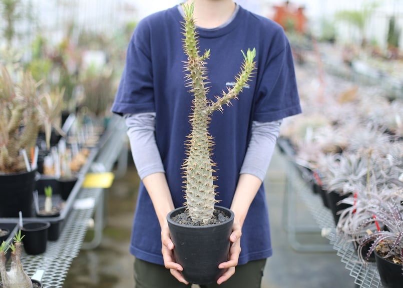 パキポディウム アンボンゲンセ | mana's green:塊根植物販売 パキポディウム アンボンゲンセ | mana's green:塊根植物販売