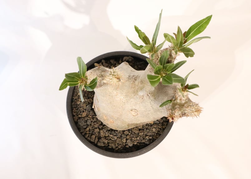 パキポディウム イノピナツム | mana's green:塊根植物販売|マナ パキポディウム イノピナツム | mana's green:塊根植物販売|マナ