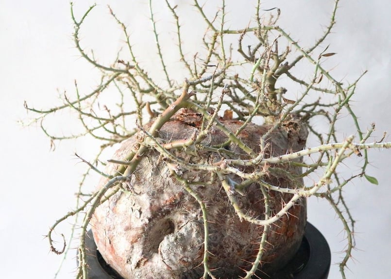パキポディウム ビスピノーサム 特大株 | mana's green:塊根植物 パキポディウム ビスピノーサム 特大株 | mana's green:塊根植物