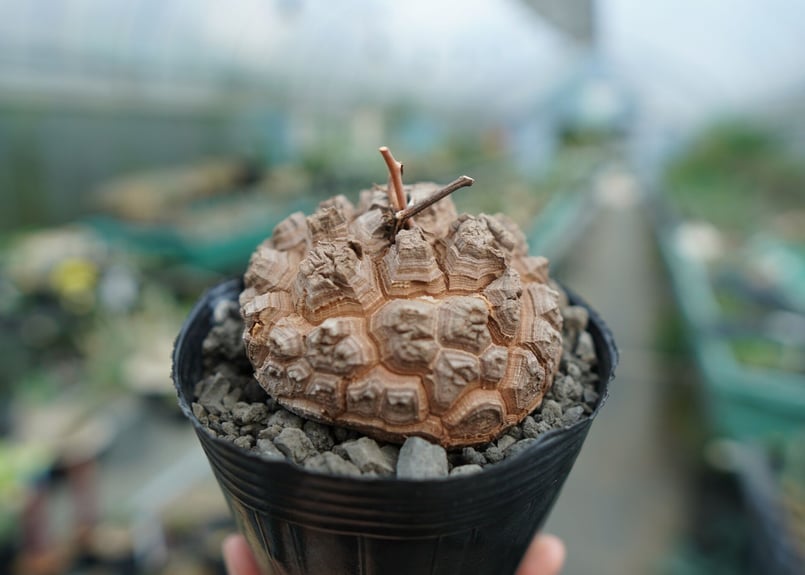 長谷川園芸産】亀甲竜 Dioscorea elephantipes No.5 | mana' 長谷川園芸産】亀甲竜 Dioscorea elephantipes No.5 | mana'