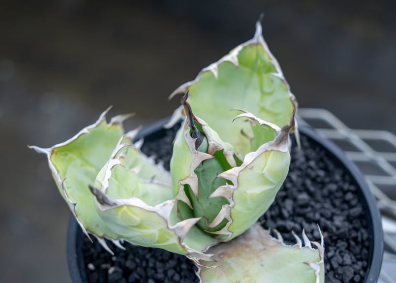 アガベ チタノタ ブラックアンドブルー Agave titanota black アガベ チタノタ ブラックアンドブルー Agave titanota black