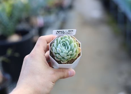 CATEGORY エケベリア | mana's green:塊根植物販売|マナズグリーン CATEGORY エケベリア | mana's green:塊根植物販売|マナズグリーン