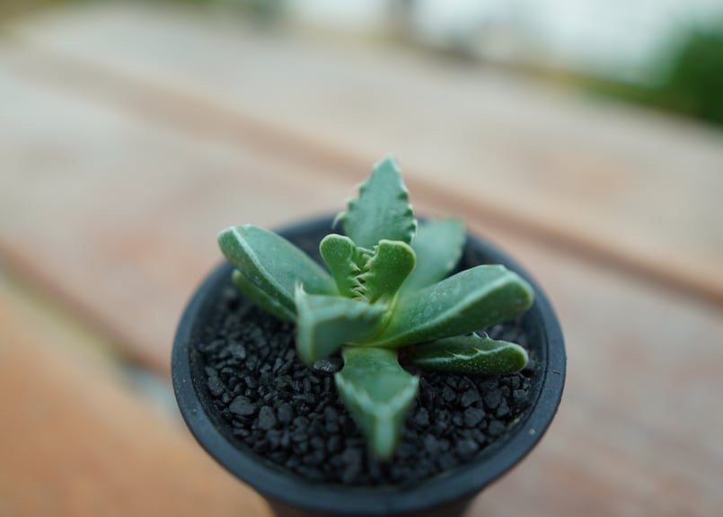 フォーカリア | mana's green:塊根植物販売|マナズグリーン フォーカリア | mana's green:塊根植物販売|マナズグリーン