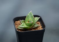 ギムノカリキウム 翠晃冠錦 花芽5/5 | mana's green:塊根植物 ギムノカリキウム 翠晃冠錦 花芽5/5 | mana's green:塊根植物
