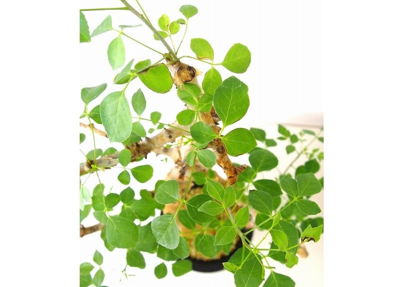 Commiphora kataf コミフォラ カタフ | mana's green:塊根植物 Commiphora kataf コミフォラ カタフ | mana's green:塊根植物