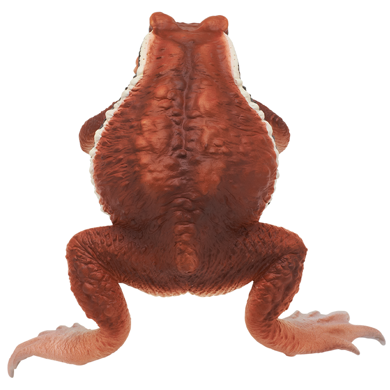 NTC MONO 大きなヒキガエル | 株式会社いきもん WEBストア