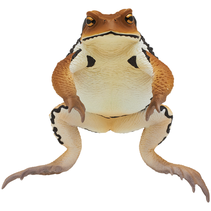 NTC MONO 大きなヒキガエル | 株式会社いきもん WEBストア