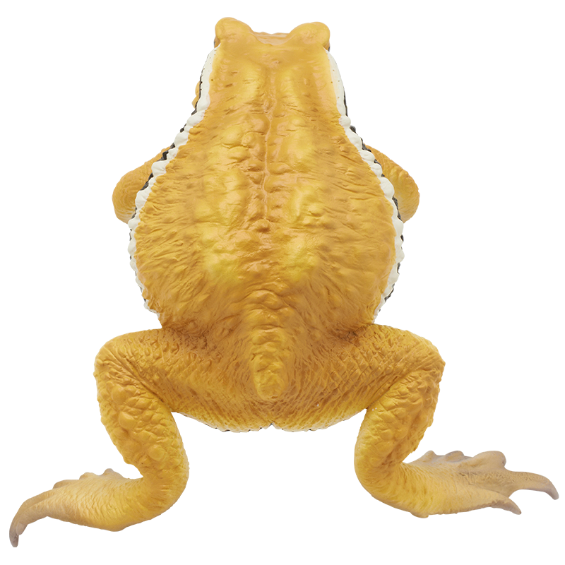 NTC MONO 大きなヒキガエル | 株式会社いきもん WEBストア