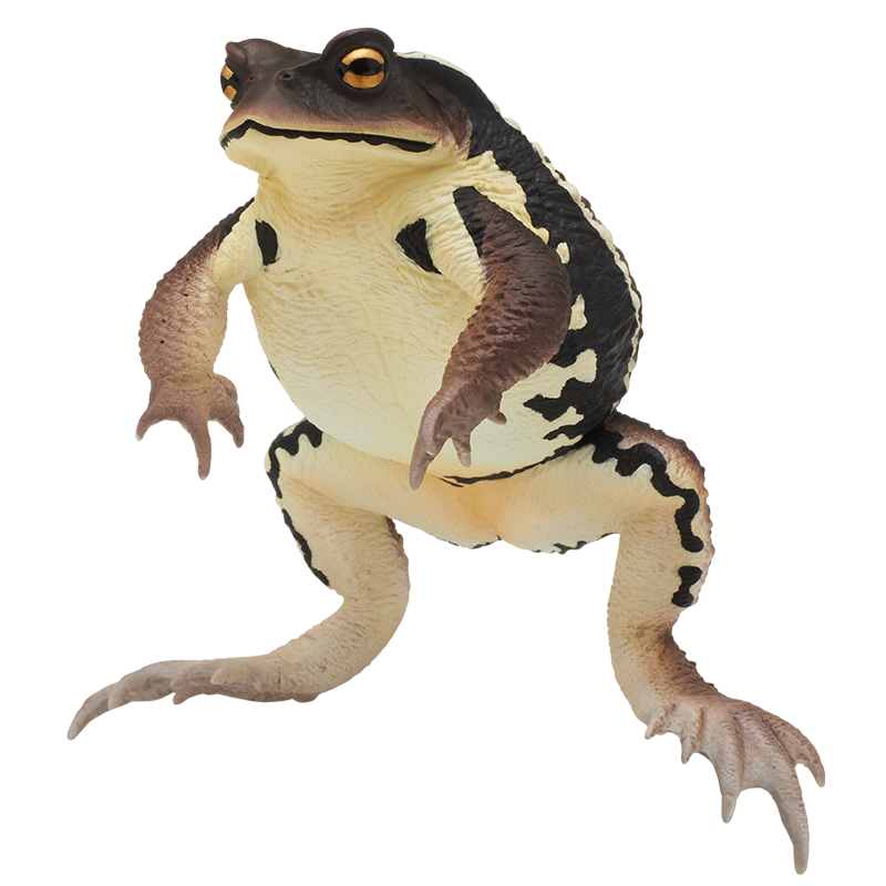 NTC MONO 大きなヒキガエル | 株式会社いきもん WEBストア