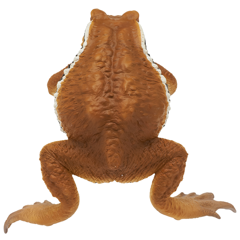 NTC MONO 大きなヒキガエル | 株式会社いきもん WEBストア