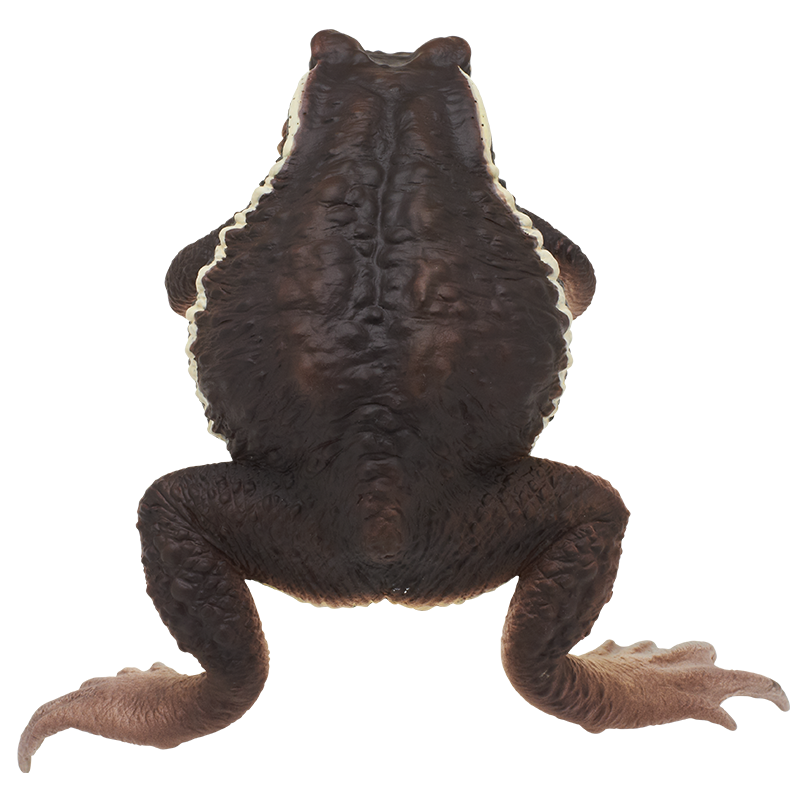 NTC MONO 大きなヒキガエル | 株式会社いきもん WEBストア