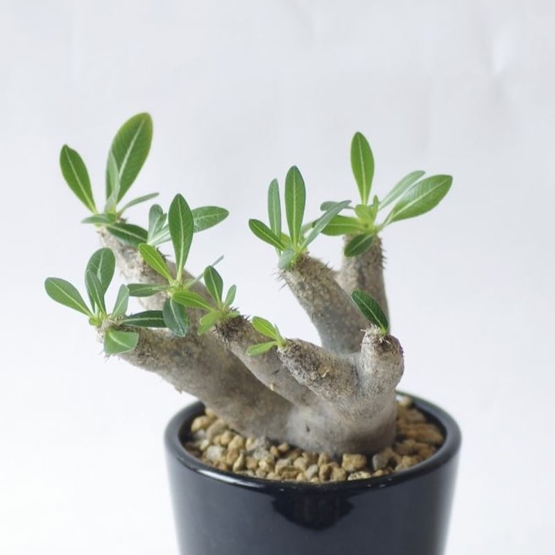 パキポディウム エニグマティクム Pachypodium enigmaticum パキポディウム エニグマティクム Pachypodium enigmaticum
